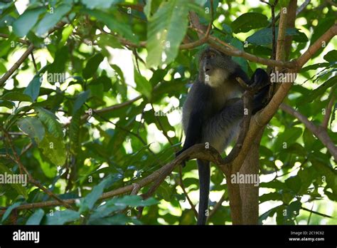Blue Monkey Diademed Monkey Cercopithecus Mitis Portrait Species Of Old