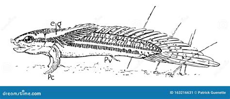 Polypterus Vintage Illustration Stock Vector Illustration Of