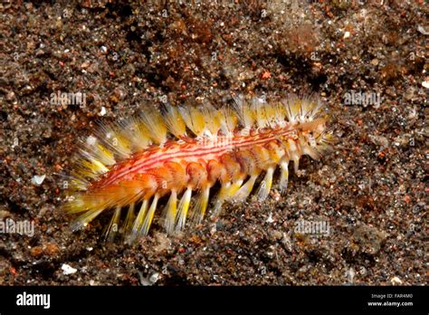 Darklined Bristle Worm Or Fireworm Chloeia Fuscatulamben Bali