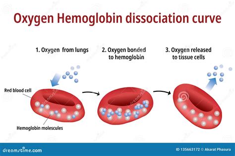 Oxygen Hemoglobin Dissociation Curve Vector Illustration Stock Vector