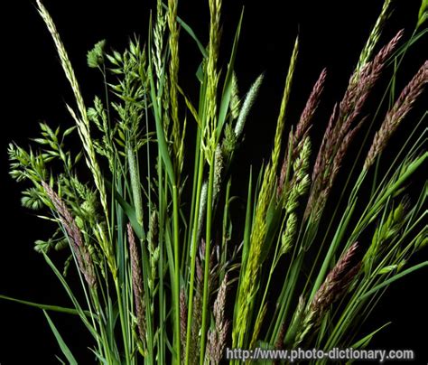 Grass Blade Photopicture Definition At Photo Dictionary Grass