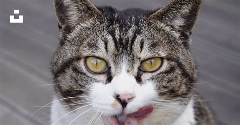 A Cat Licks Its Lips After A Meal Photo Free Cat Image On Unsplash