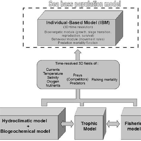 Conceptual Modelling Framework For Sea Bass Dynamics Download Scientific Diagram