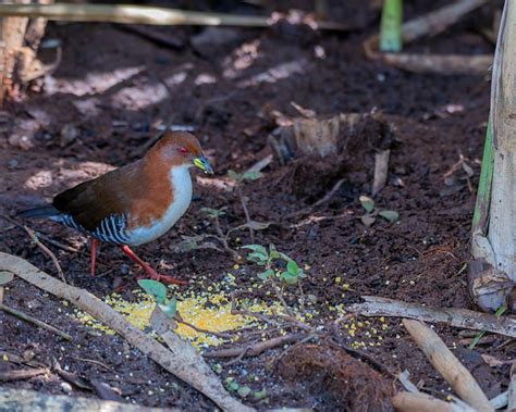 Foto Sanã Vermelha Laterallus Leucopyrrhus Por Alexandre Câmara