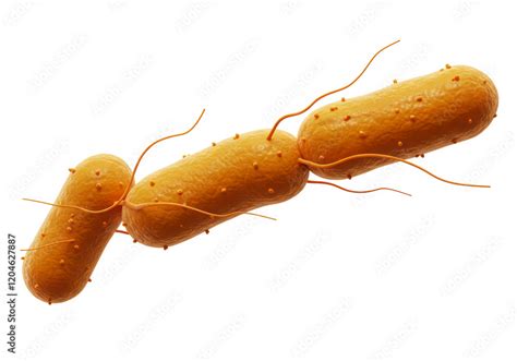 3d Visual Of Lactobacillus Probiotic Bacteria Emphasizing Its