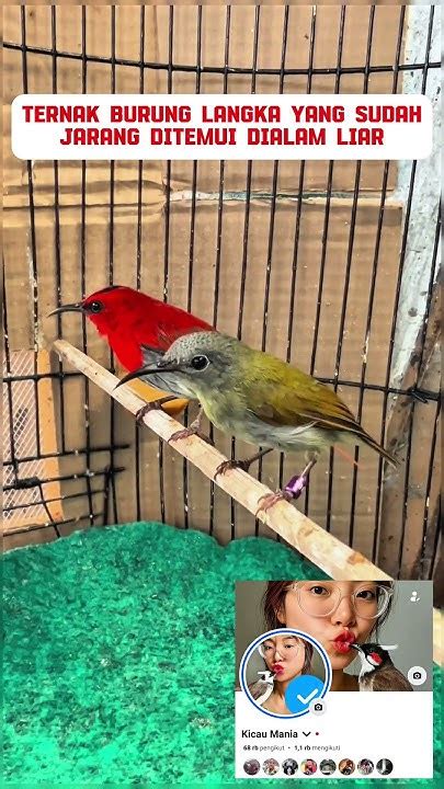 Ternak Burung Langka Burung Mangkicauoffecial Kicaumania Masteranjernih Kicaumanianusantara