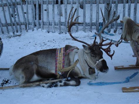 Галерия Лапландия Снимки от страната на Дядо Коледа Северно сияние шейни с хъскита и елени