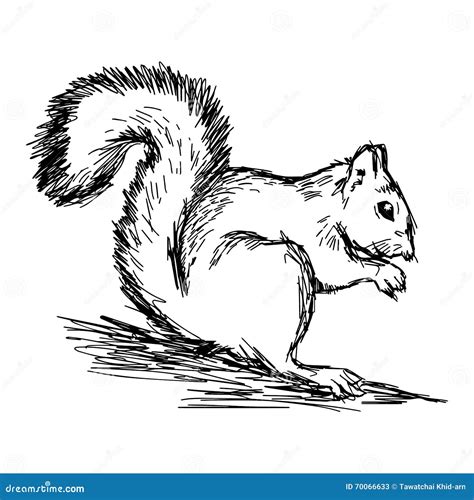 Illustration Vector Hand Draw Doodles Of Squirrel Isolated On Wh Stock