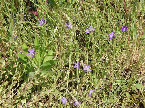 けんしんの山野草徒然 ヒナキキョウソウ雛桔梗草