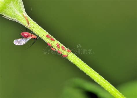 Red Aphids Stock Image Image Of Plant Stem Aphid Pest 15386133