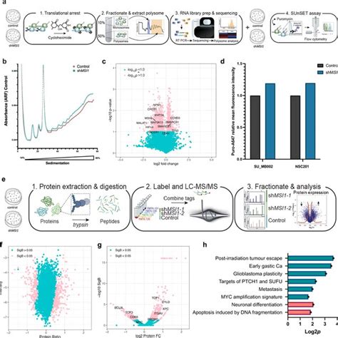 Polysome Profiling And Sequencing And Sunset Assay Suggests Msi1 Is Download Scientific Diagram