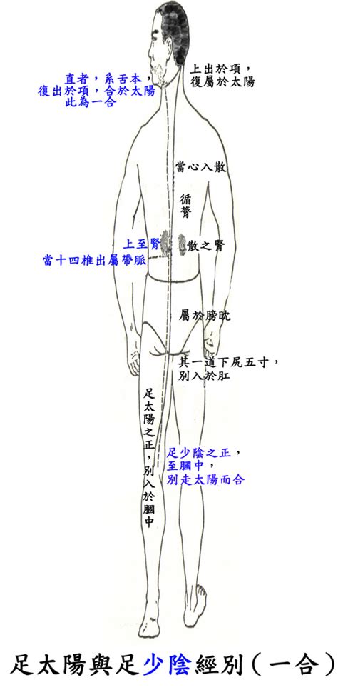 足太陽與足少陰經別一合 小歐陽的氣功分享 Udn部落格