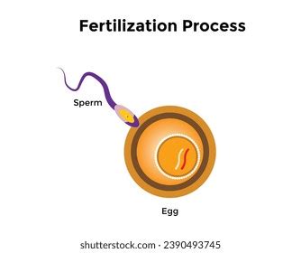 Human Fertilization Diagram Photos And Images Shutterstock