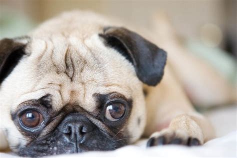 冬天巴哥犬拉粘稠物冬天巴哥犬拉粘稠的软便怎么办
