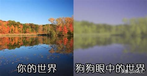 打破谣言狗狗眼中的世界并非黑白 测试