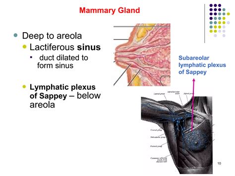 6 Mammary Gland Ppt
