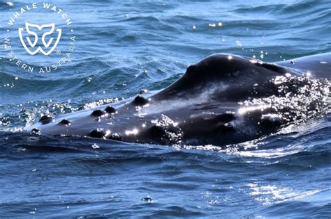 Hillarys Best Whale Watching Whale Watch Western Australia