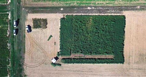 Avalo Nets 11m Partners With Coca Cola On Climate Smart Sugar