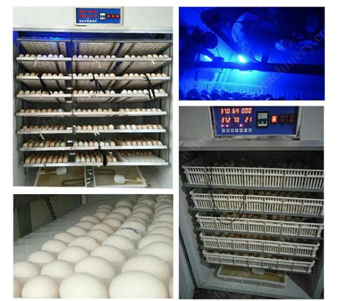Buy Wholesale China Solar Incubators Work With Battery Small Egg