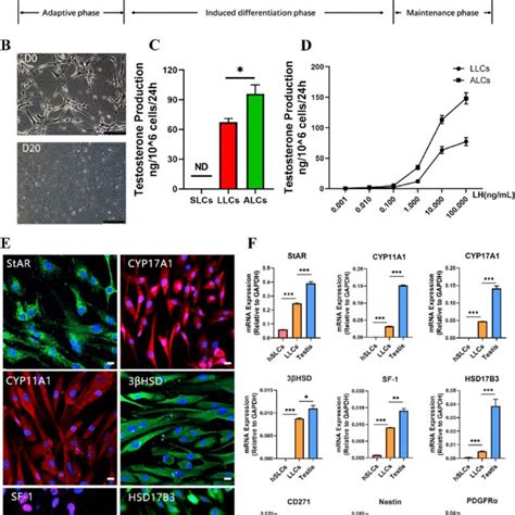 Crispr Dcas9 Sam System And Experimental Procedures A Schematic Of Download Scientific