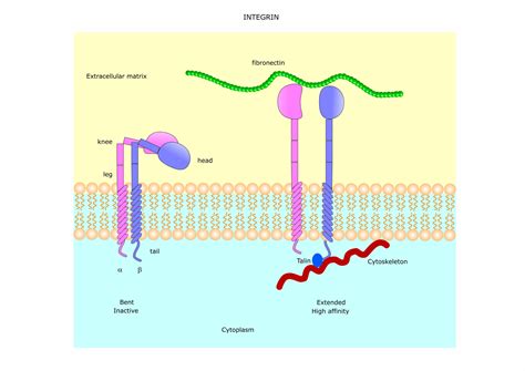 Integrins Explained Institute For Protein Innovation
