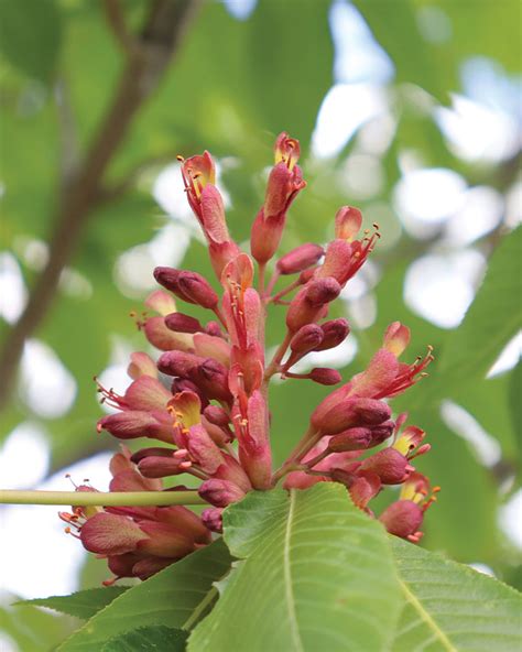 Mystic Ruby™ Buckeye Johnsons Nursery Knowledgebase