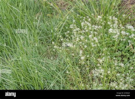 Flowering Scurvy Grass Cochlearia Officinalis In Salt Marsh Plant