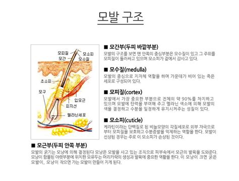 두피관리두피케어 모발 사이클이란 모발 성장주기 네이버 블로그