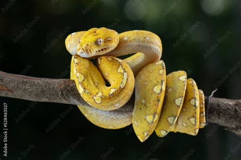 Green Tree Python Juvenile Closeup On Branch With Black Background