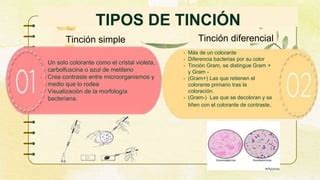 Practica 2 Tincion Grupo 1 Diferencial Simple Capsulas Y Endosporas