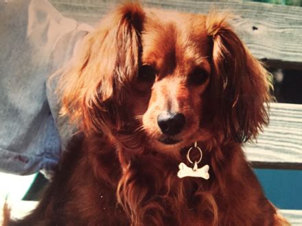 Dachshund Wikipedia