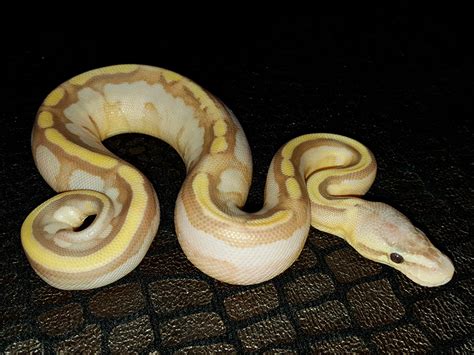 Morph List World Of Ball Pythons