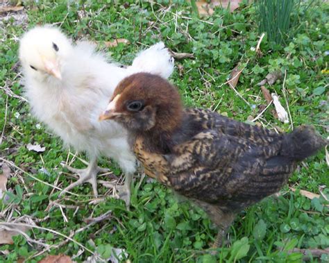 2 Crazy Chicks Sold 2 Week Old Eater Egger Chicks For Sale