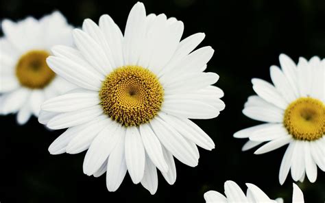 Daisy Wallpapers Top Free Daisy Backgrounds Wallpaperaccess