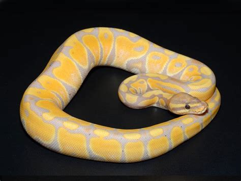 Banana Ball Morph List World Of Ball Pythons Ball Python Python