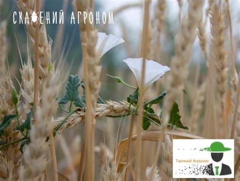 Таємний агроном проти берізки Агропортал та комунікаційна платформа для спілкування агрономів