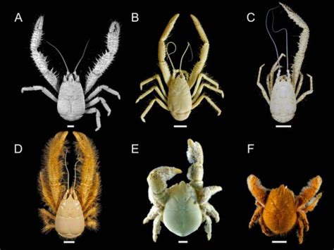 The Yeti Crab Lives In Boiling Water And Farms Bacteria On Its Claws