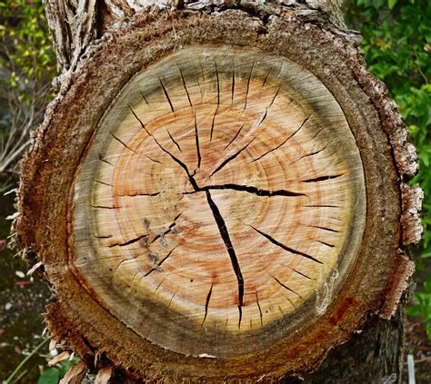 Circular Objects In Nature At William Avila Blog