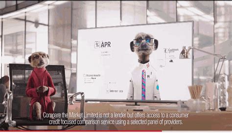 Compare The  Compare The Meerkat  탐색 및 공유