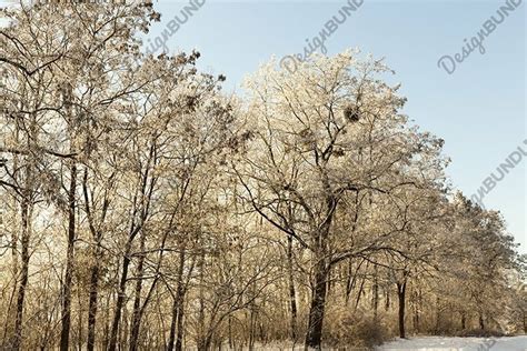 Deciduous Trees In Winter
