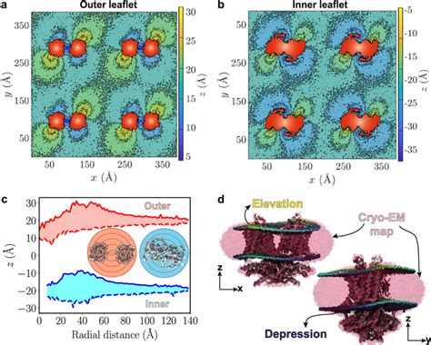 Prestin Induced Anisotropic Membrane Deformation A And B 2d Histograms Download Scientific