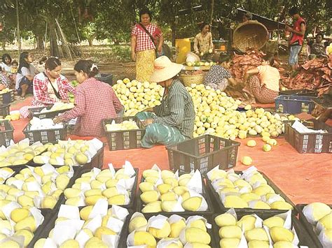 တရုတ်ဈေးကွက်အနေအထားကို သိရှိနိုင်ရန် သရက်သီးစမ်းသပ်တင်ပို့နေ ၁၆ ကီလိုတစ