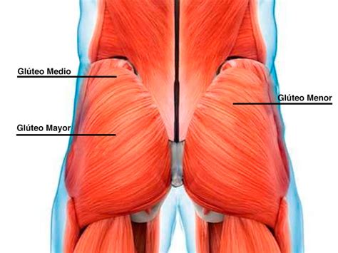 Los Mejores Ejercicios Para Entrenar Los GlÚteos En El Gym