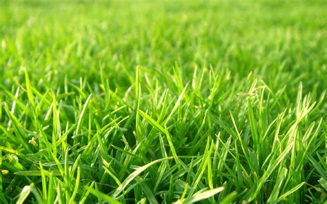 Download A Sea Of Lush Green Grass