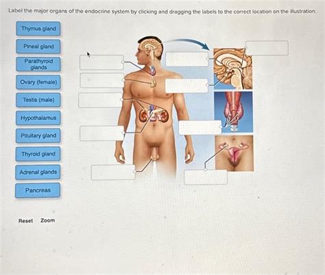 Solved Label The Major Organs Of The Endocrine System By