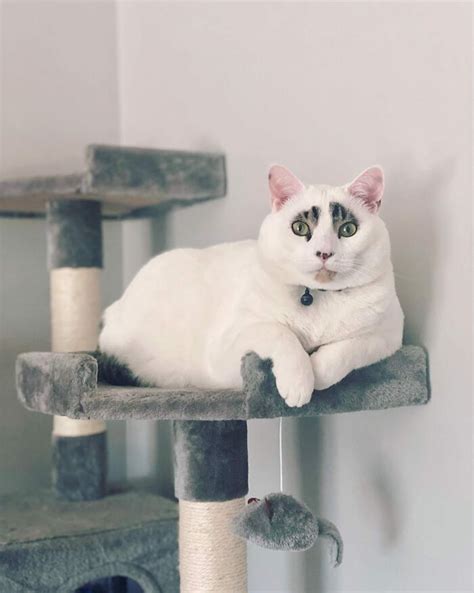 This Cats Expressions Get Exaggerated By His Unique Markings That Look