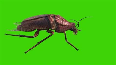 Roach Green Screen Stock Videos Royalty Free Hd And 4k Videos Pond5