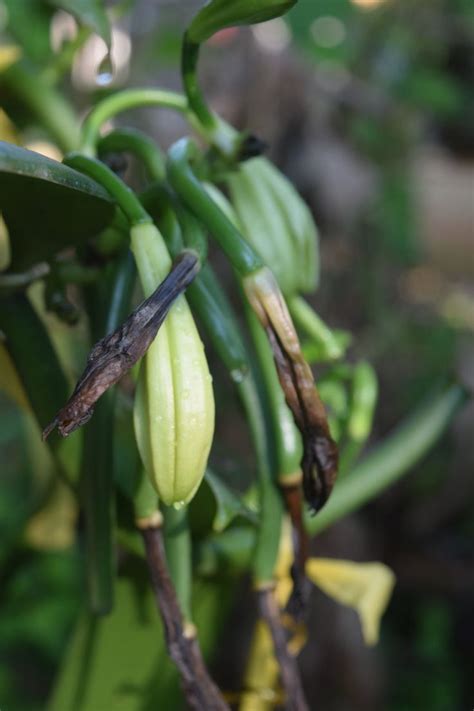 Vanilla Cultivation A Practical Guide
