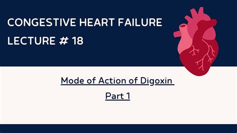 Mode Of Action Of Digoxin How Digoxin Acts As Cardiotonic In Heart