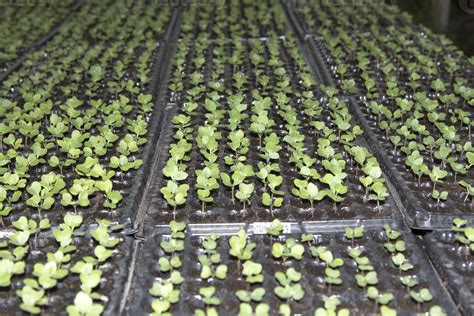 Small Saplings Of Various Species That Farmers Grow For Planting And Propagating Them To Grow To